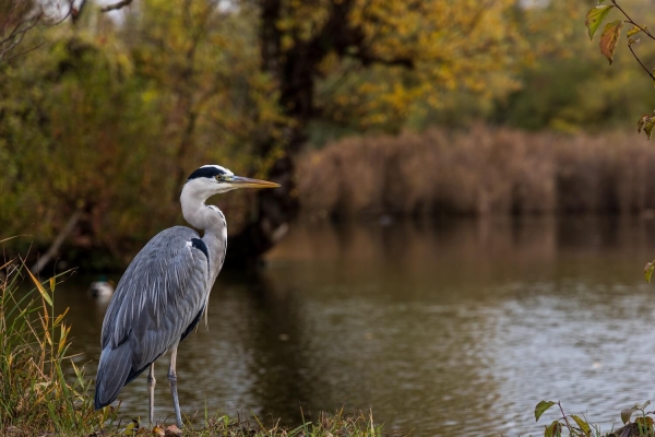 Wetland Mitigation FAQ | Wetland Mitigation Banking | Michigan